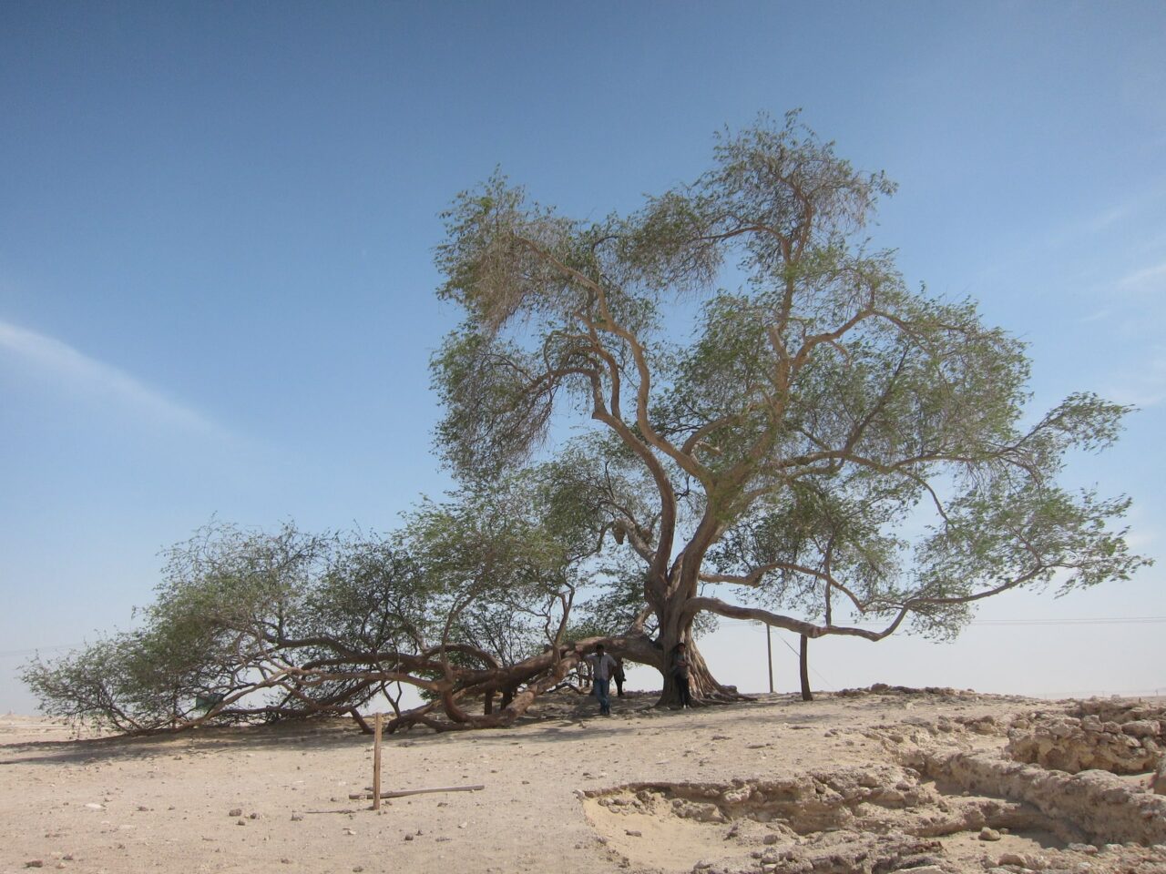 Tree Of Life Bahrain Wherevart